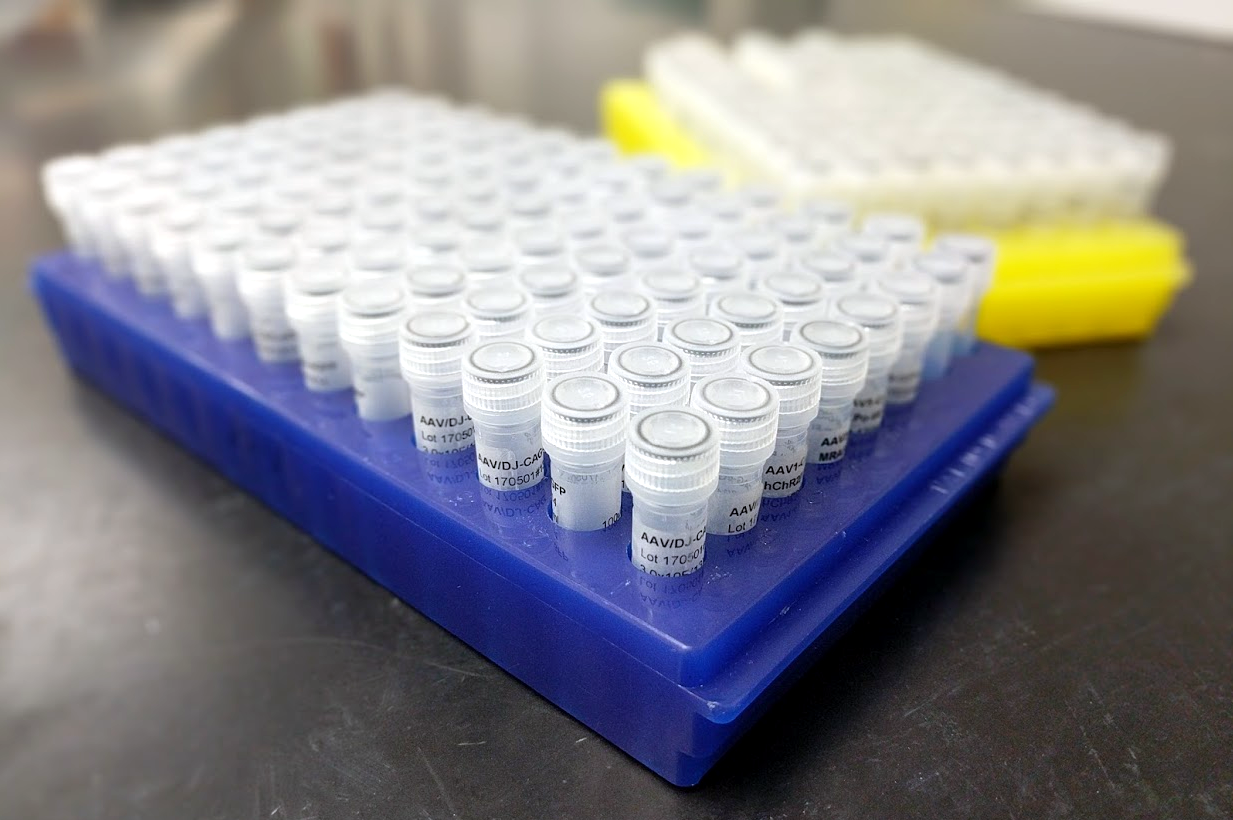 Welcome To Vector Biolabs Your Trusted Partner In Gene Delivery