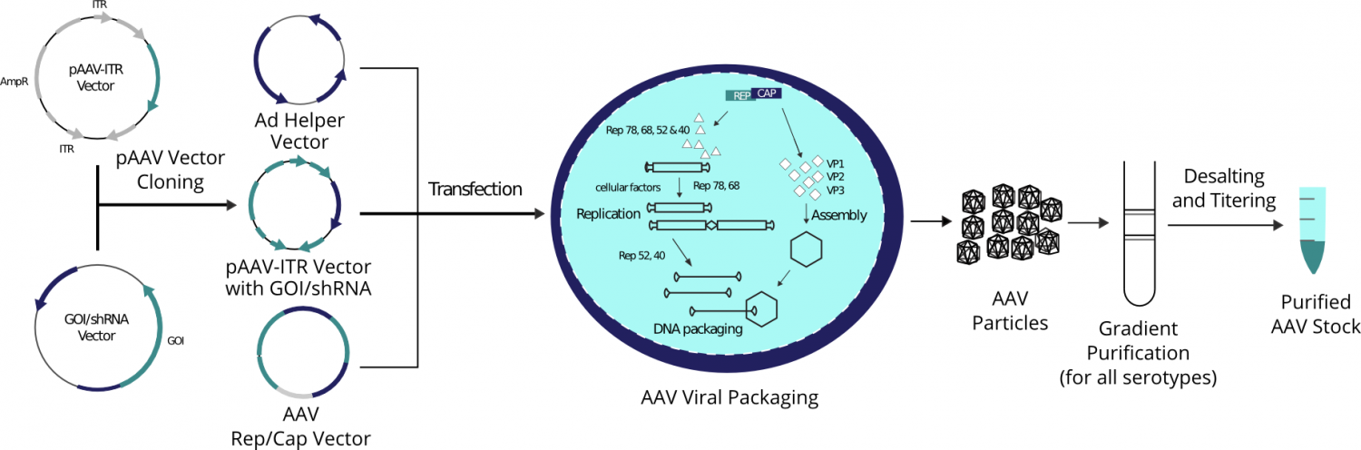 Adeno-Associated Virus (AAV) Custom Production Servce – Vector Biolabs
